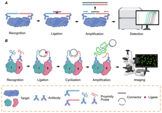 Proximity Ligation Assay: From a Foundational Principle to a Versatile ...