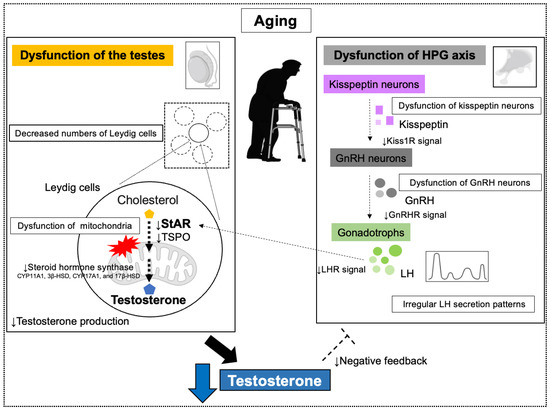 Testosterone and Obesity in an Aging Society