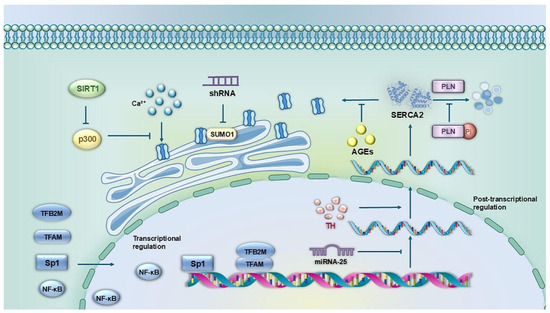 The Landscape of SERCA2 in Cardiovascular Diseases: Expression ...