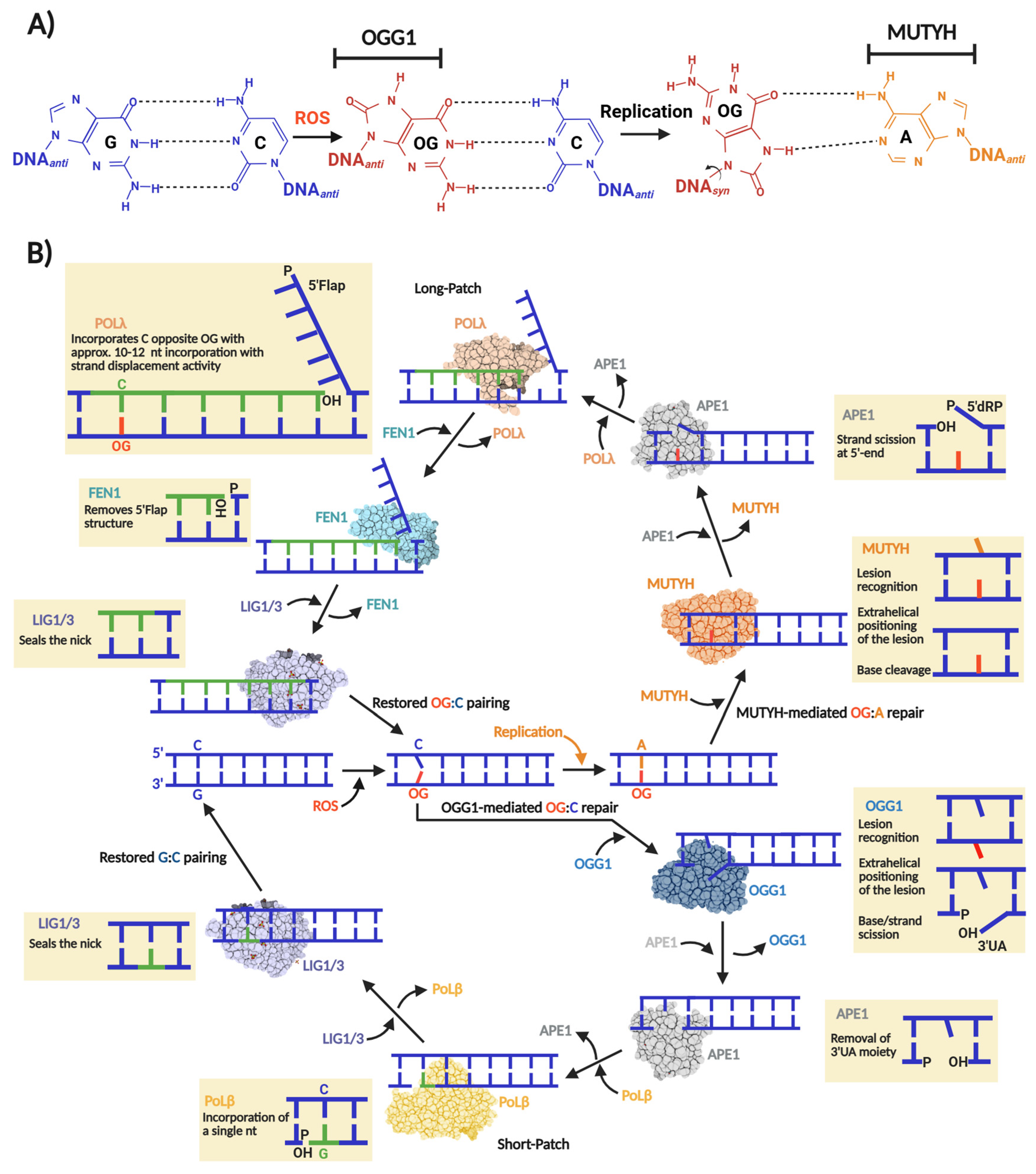 OGG1 and MUTYH DNA Glycosylases, the Dynamic Duo Against 8-Oxoguanine ...