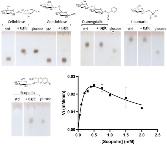 Old Enzyme, New Role: The β-Glucosidase BglC of Streptomyces scabiei ...