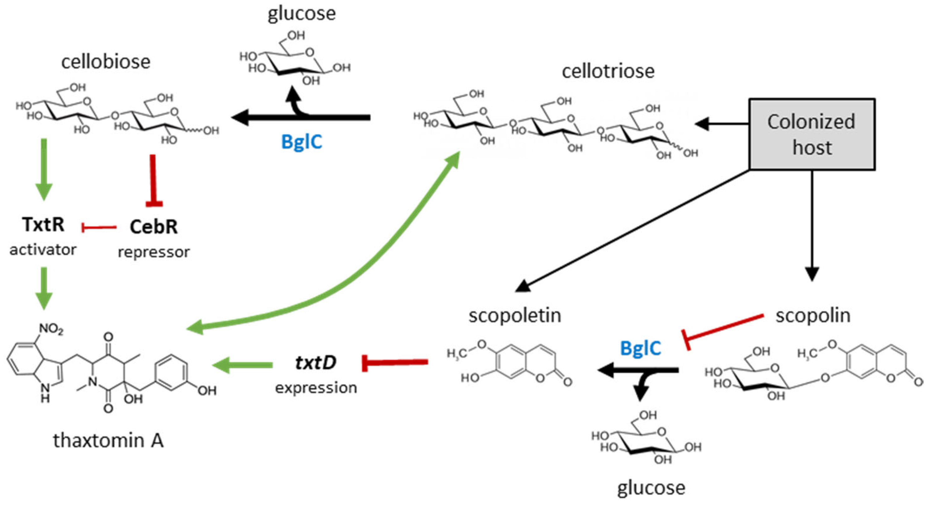 Old Enzyme, New Role: The β-Glucosidase BglC of Streptomyces scabiei ...