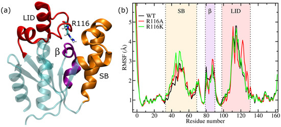 Exploring the Dynamics of Shikimate Kinase through Molecular Mechanics