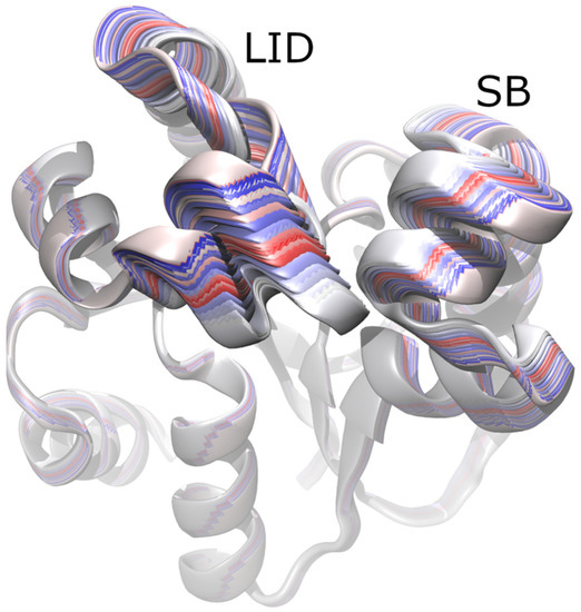 Exploring the Dynamics of Shikimate Kinase through Molecular Mechanics