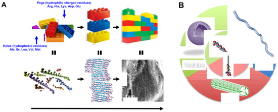Supramolecular-Covalent Peptides Self-Assembly: From Design to ...