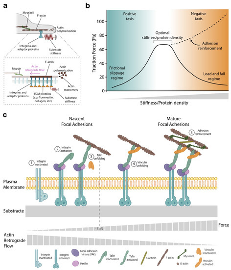The Forces behind Directed Cell Migration