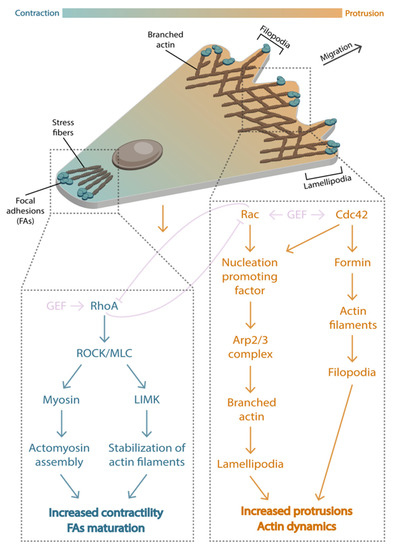 The Forces behind Directed Cell Migration