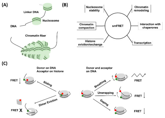Biophysica | Free Full-Text | Contribution of smFRET to Chromatin Research