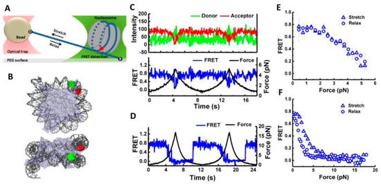 Biophysica | Free Full-Text | Contribution of smFRET to Chromatin Research