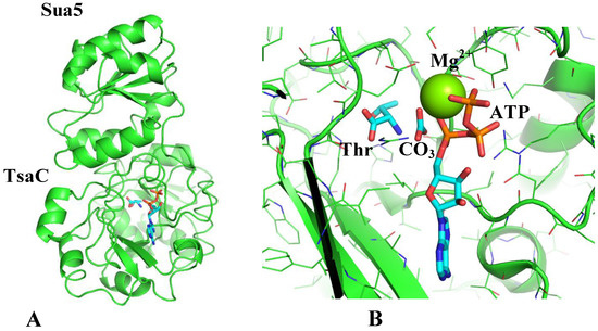 Discovery of the Universal tRNA Binding Mode for the TsaD-like ...