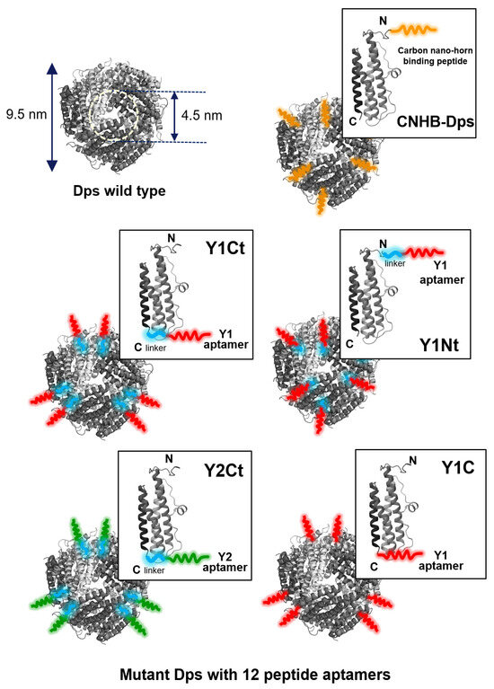 Enhanced Adsorption of Cage-Shaped Proteins on Carbon Surfaces by ...