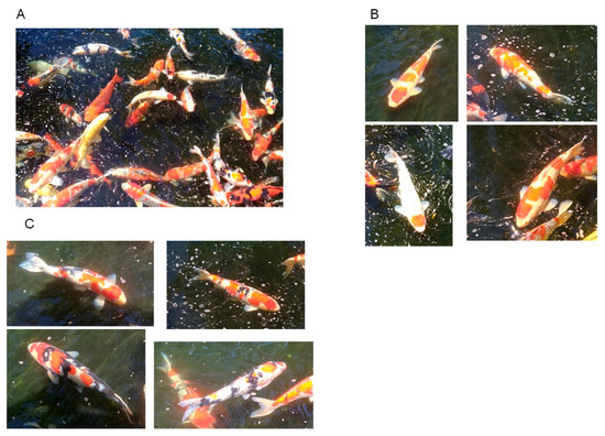 Biophysica | Free Full-Text | Emergence of Diverse Epidermal Patterns ...
