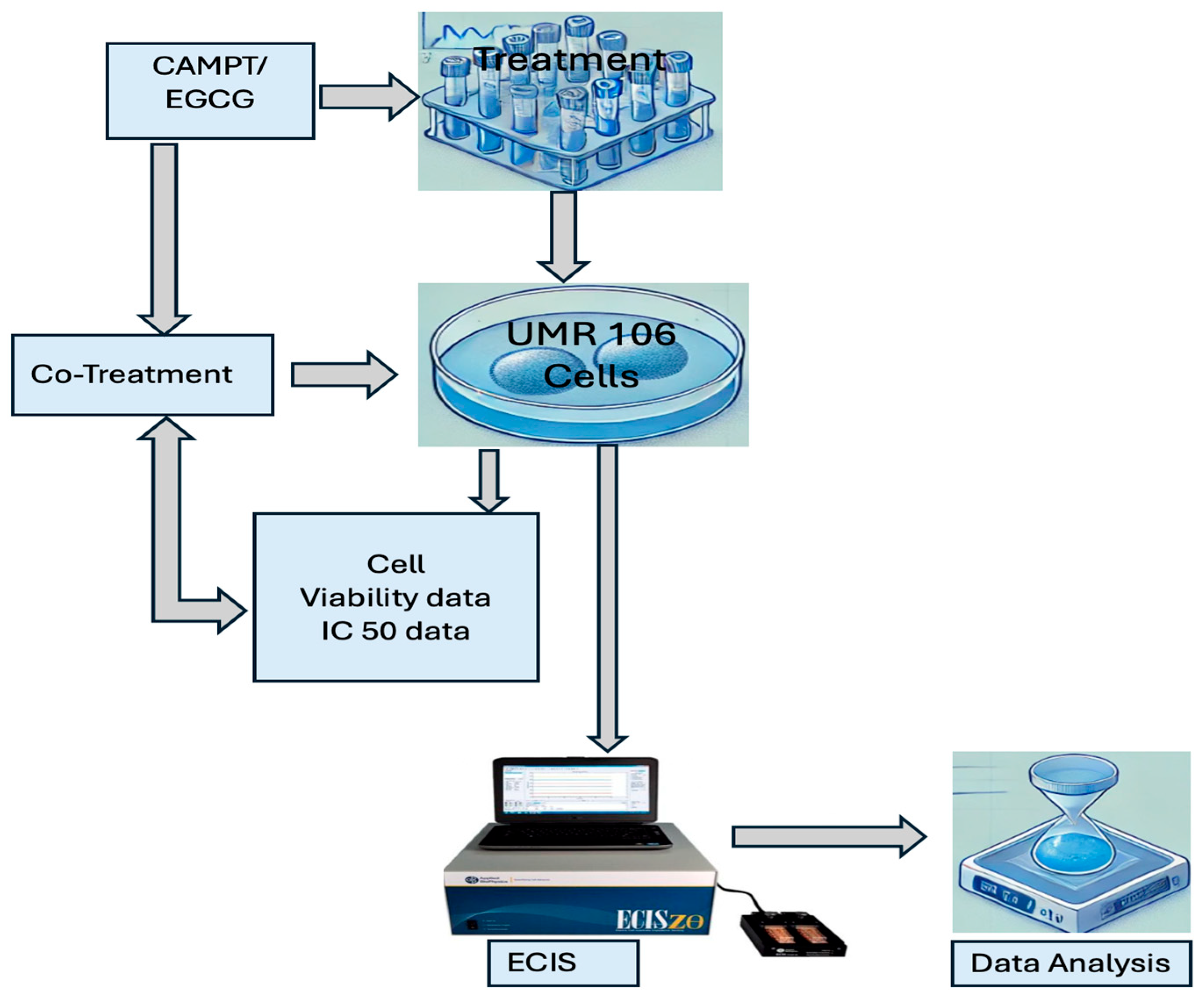 Biophysical Analysis of EGCG’s Protective Effects on Camptothecin-Induced Oxidative Stress in ...
