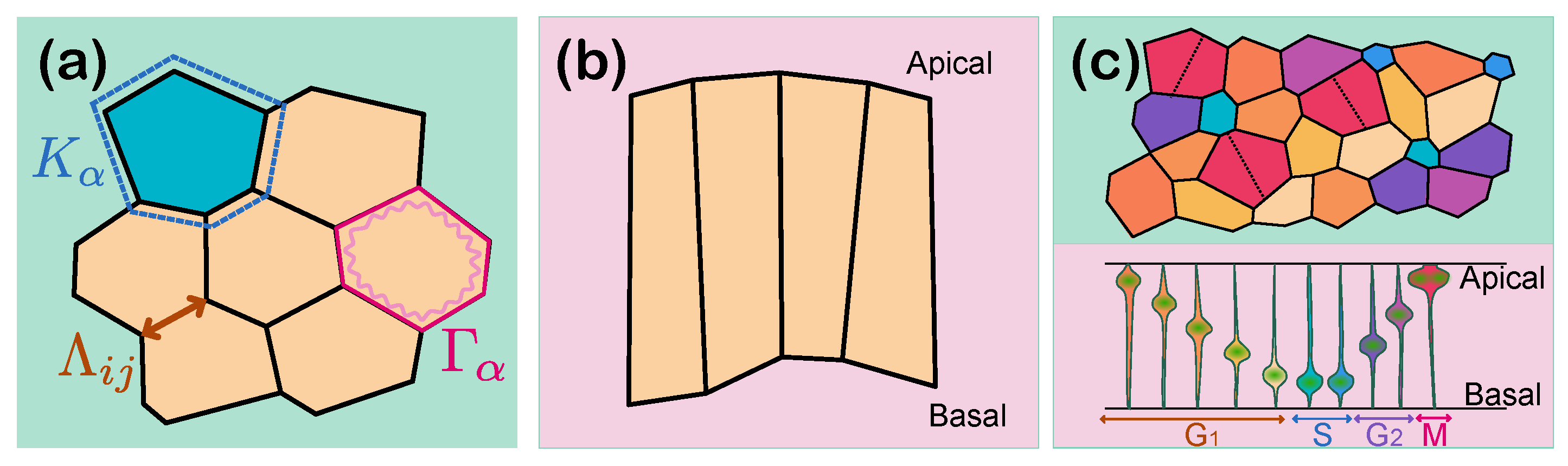No Country for Old Frameworks? Vertex Models and Their Ongoing Reinvention to Study Tissue Dynamics