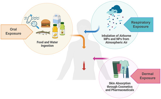 Microplastic and Extracellular Vesicle Interactions: Recent Studies on Human Health and ...