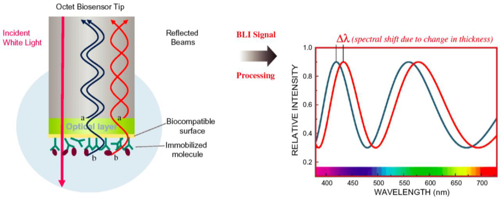 Review of Transducer Principles for Label-Free Biomolecular Interaction ...