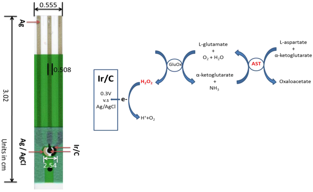 Development of an Electrochemical-Based Aspartate Aminotransferase ...