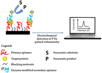 Biosensors | Free Full-Text | Electrochemical, Electrochemiluminescence, and ...