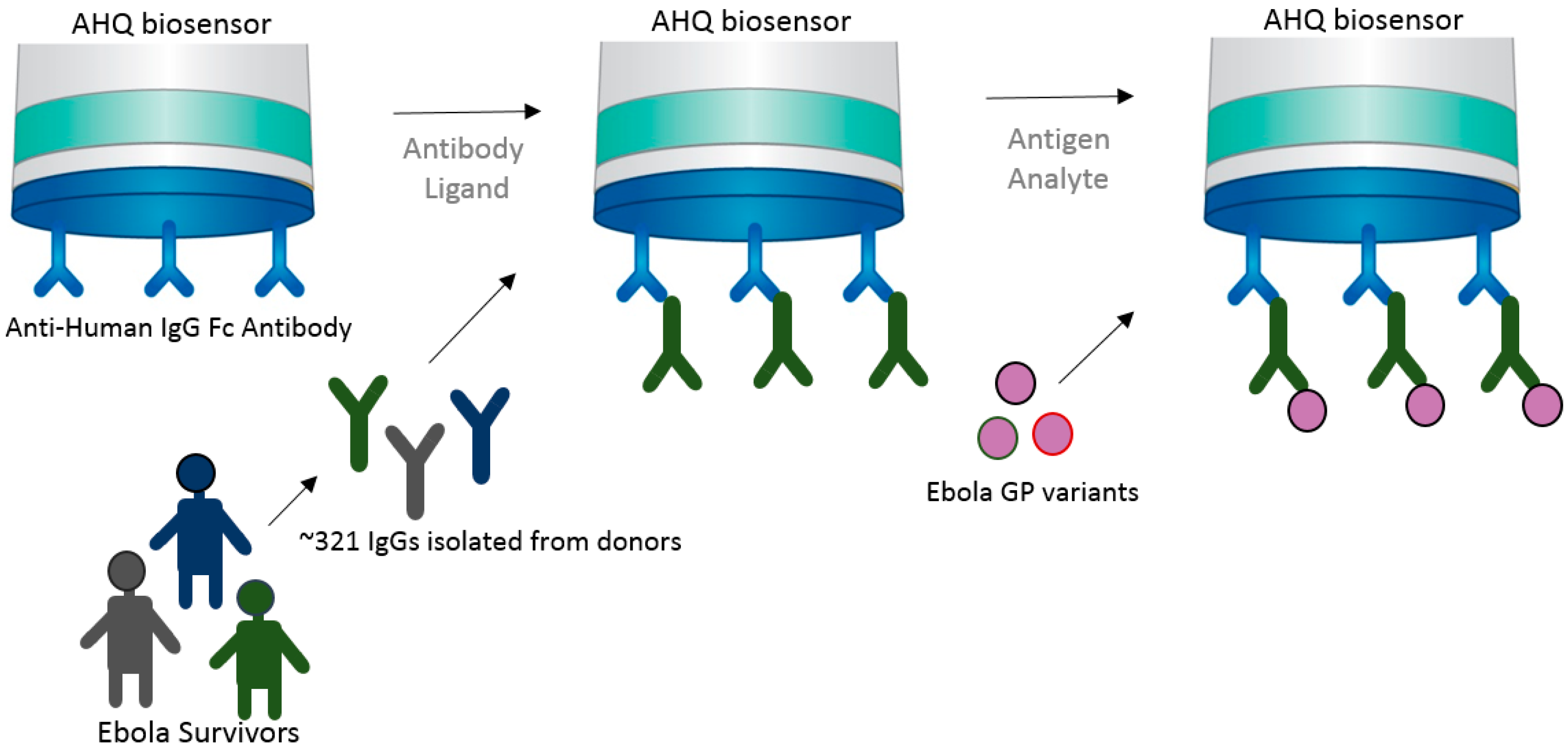 Biosensors | Free Full-Text | Strategies Using Bio-Layer Interferometry ... Biosensors | Free Full-Text | Strategies Using Bio-Layer Interferometry ...