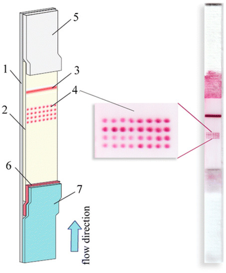 Multiplex Lateral Flow Immunoassay: An Overview of Strategies towards ...