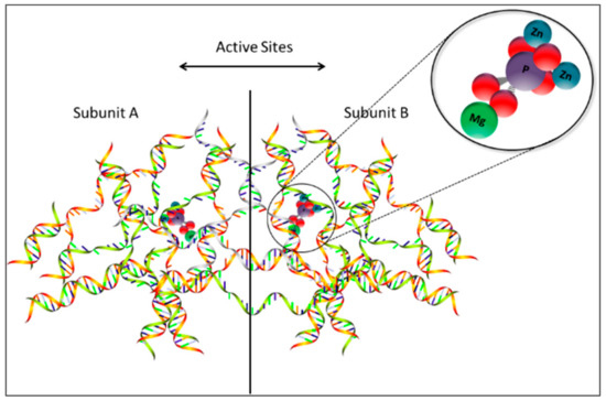 Overview of Optical and Electrochemical Alkaline Phosphatase (ALP ...
