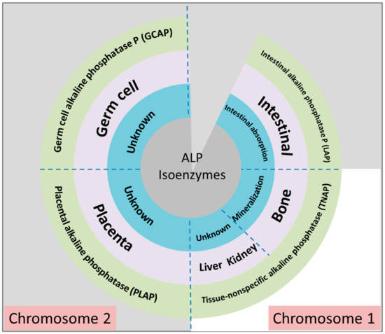 Overview of Optical and Electrochemical Alkaline Phosphatase (ALP ...
