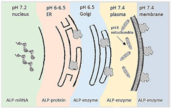 Overview of Optical and Electrochemical Alkaline Phosphatase (ALP ...