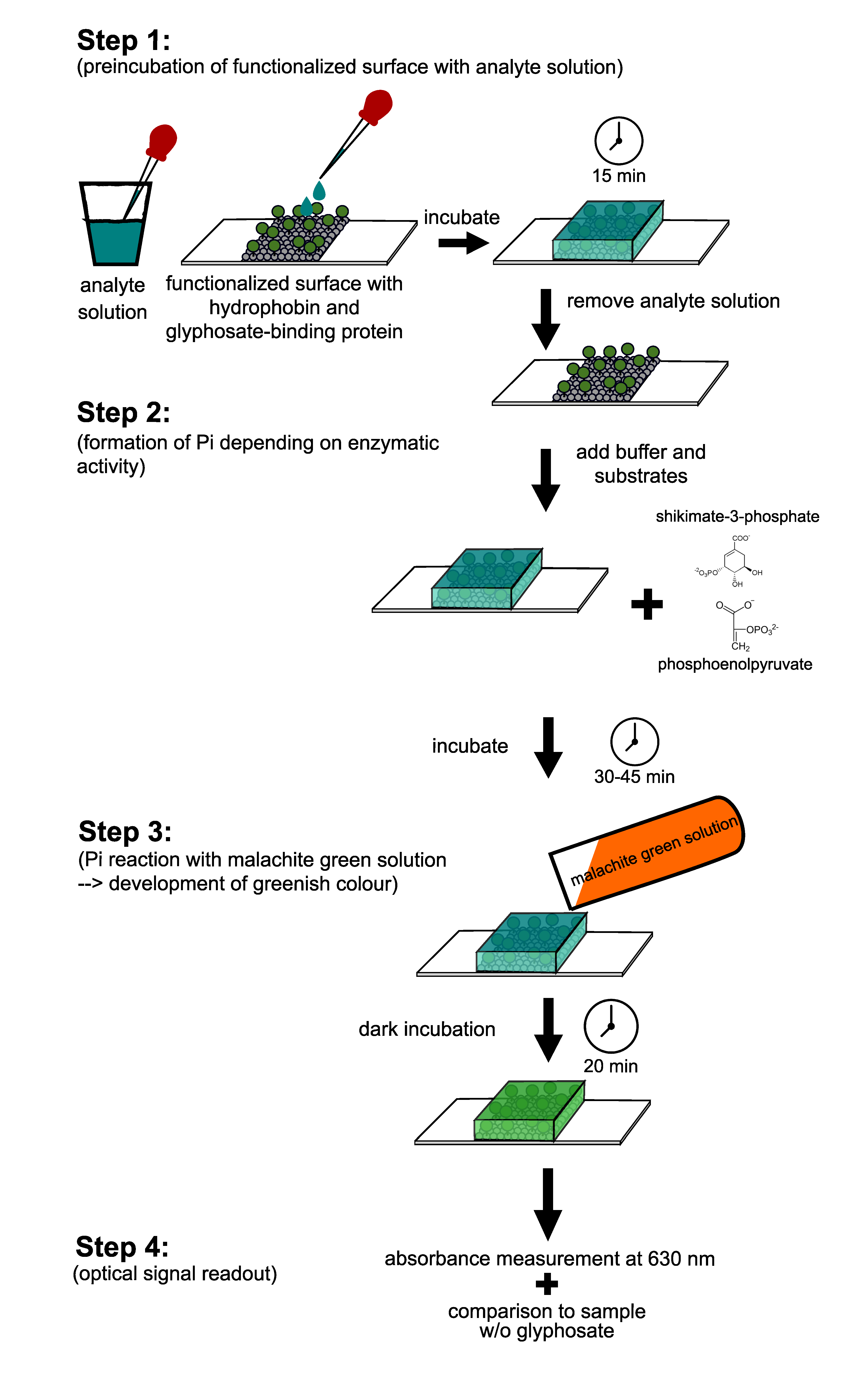 Biosensors Free Full Text Surface Functionalization By Hydrophobin
