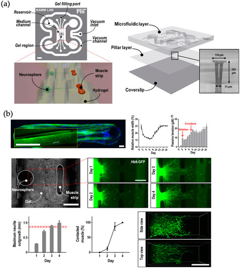 Latest Trends in Biosensing for Microphysiological Organs-on-a-Chip and ...