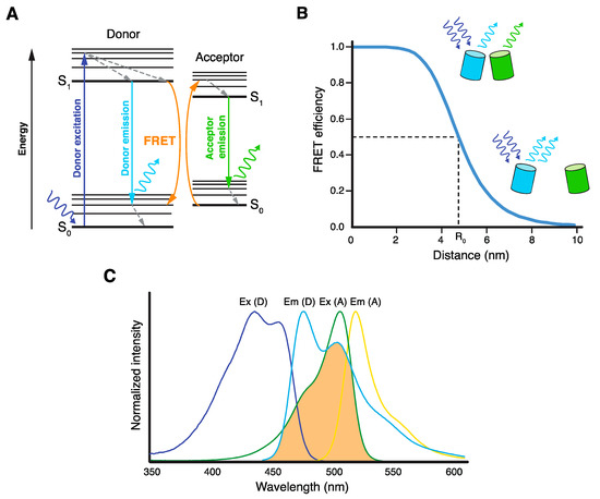 FRET Microscopy in Yeast