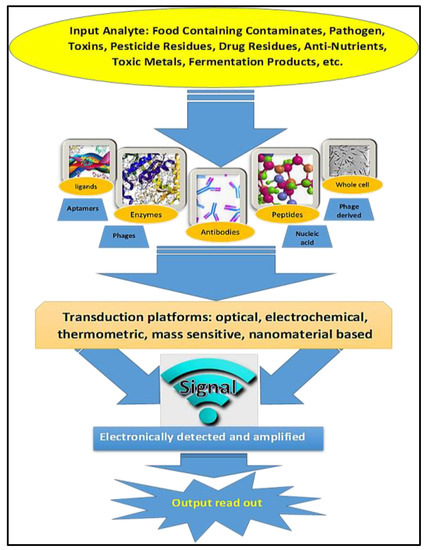 Application of Biosensors for Detection of Pathogenic Food Bacteria: A ...