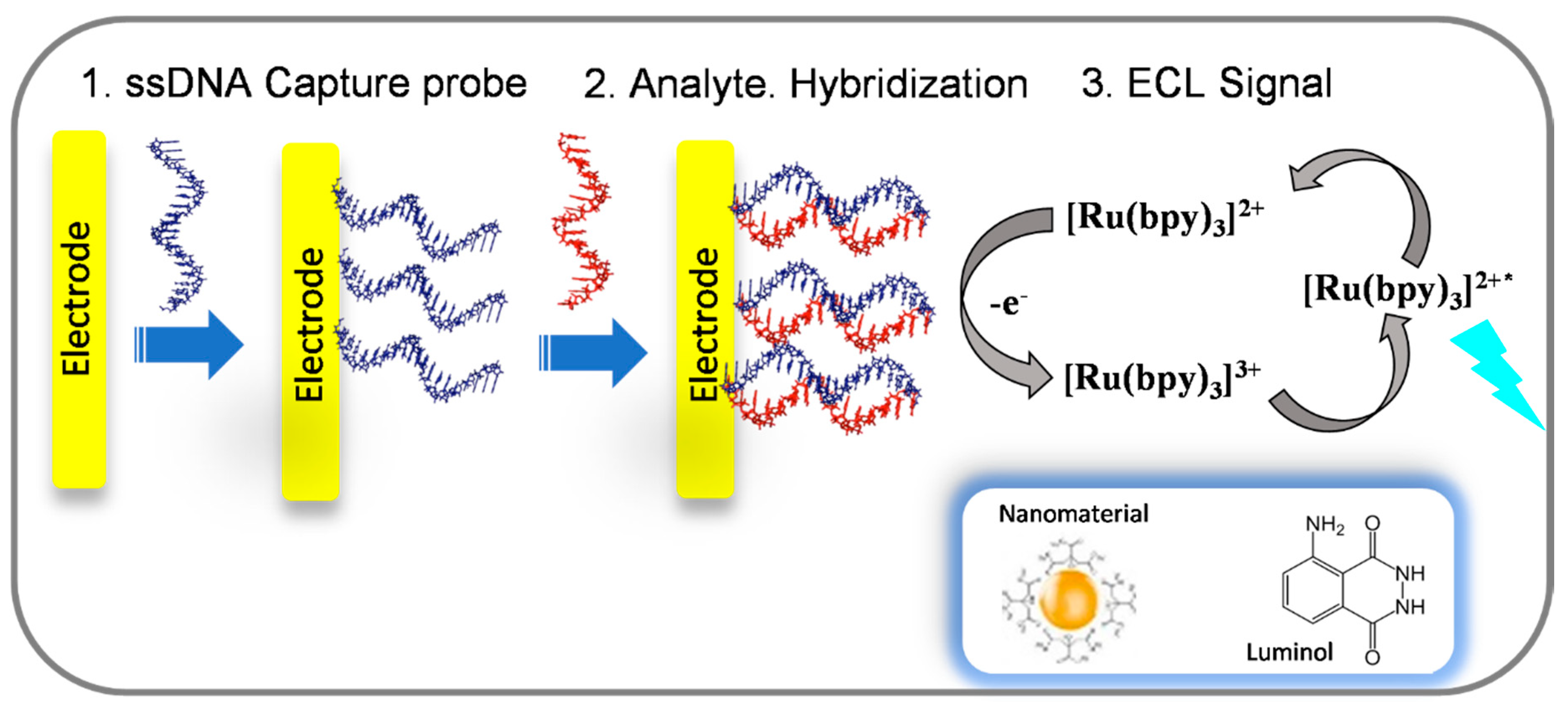 Electrochemiluminescence Biosensors Using Screen-Printed Electrodes