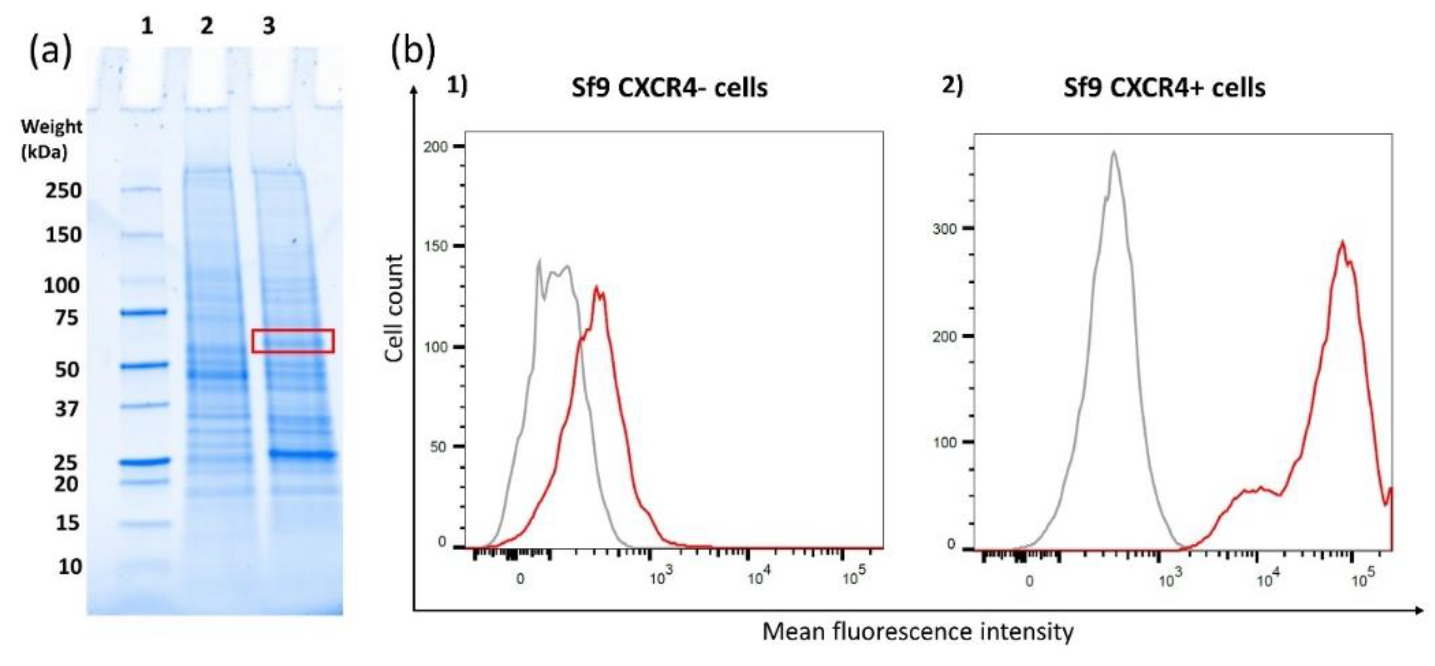 Biosensors | Free Full-Text | Development of a Novel SPR Assay to Study ...