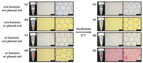 Gas Crosstalk between PFPE–PEG–PFPE Triblock Copolymer Surfactant-Based Microdroplets and ...