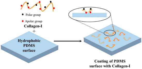Surface Modification Techniques for Endothelial Cell Seeding in PDMS Microfluidic Devices