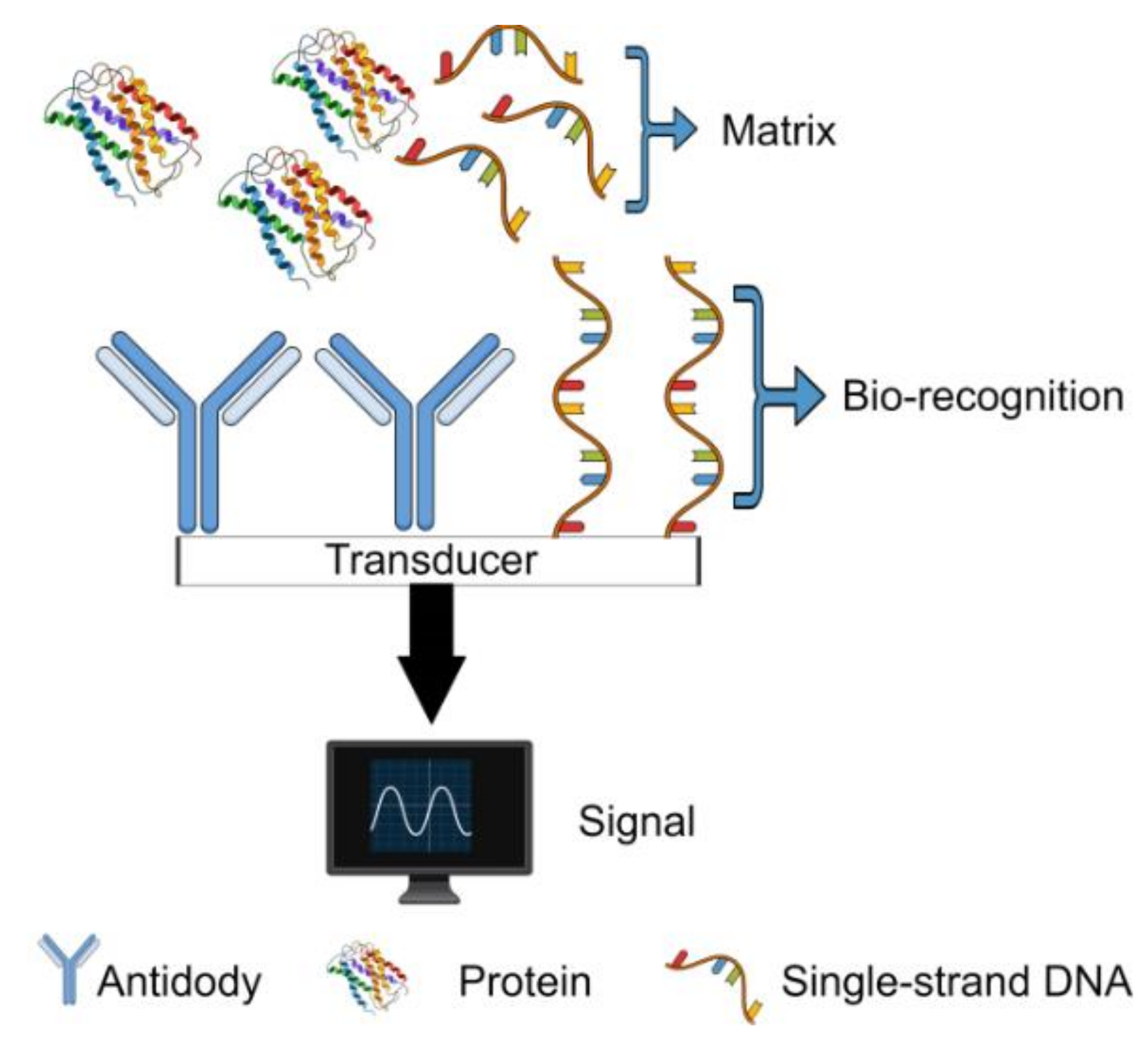 A Systematic Review of Food Allergy: Nanobiosensor and Food Allergen ...