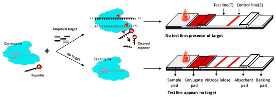 Biosensors | Free Full-Text | A CRISPR/Cas12a Based Universal Lateral ...