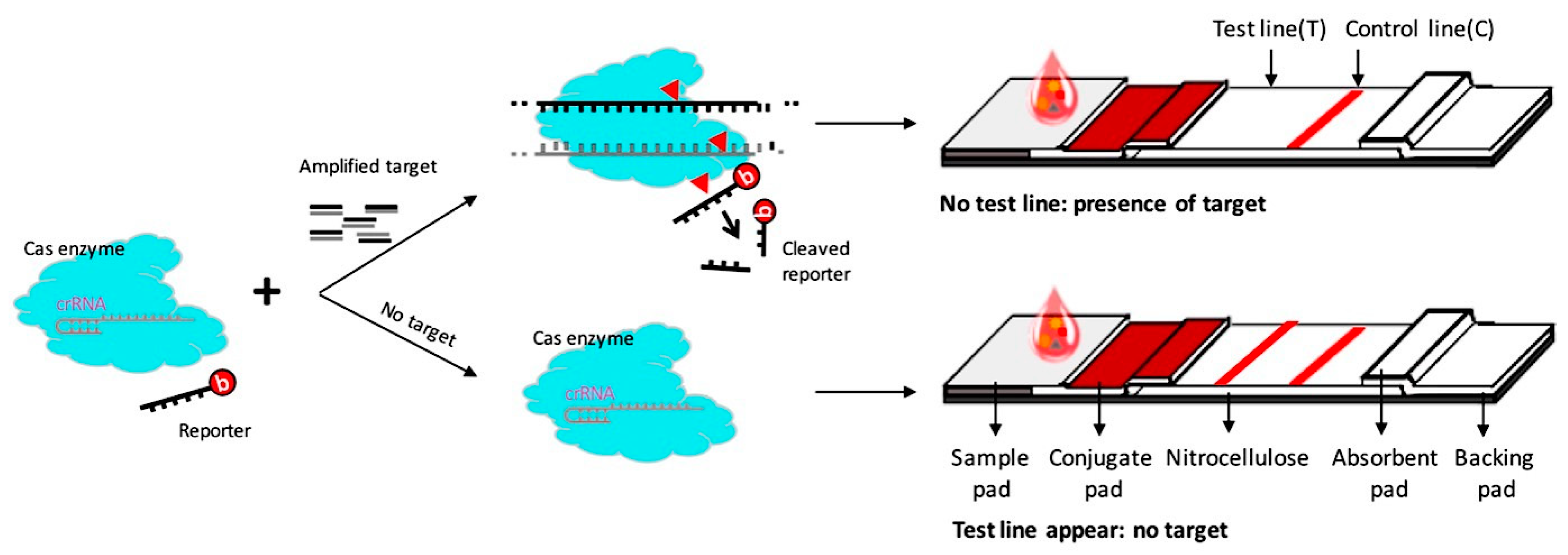 Biosensors | Free Full-Text | A CRISPR/Cas12a Based Universal Lateral ...