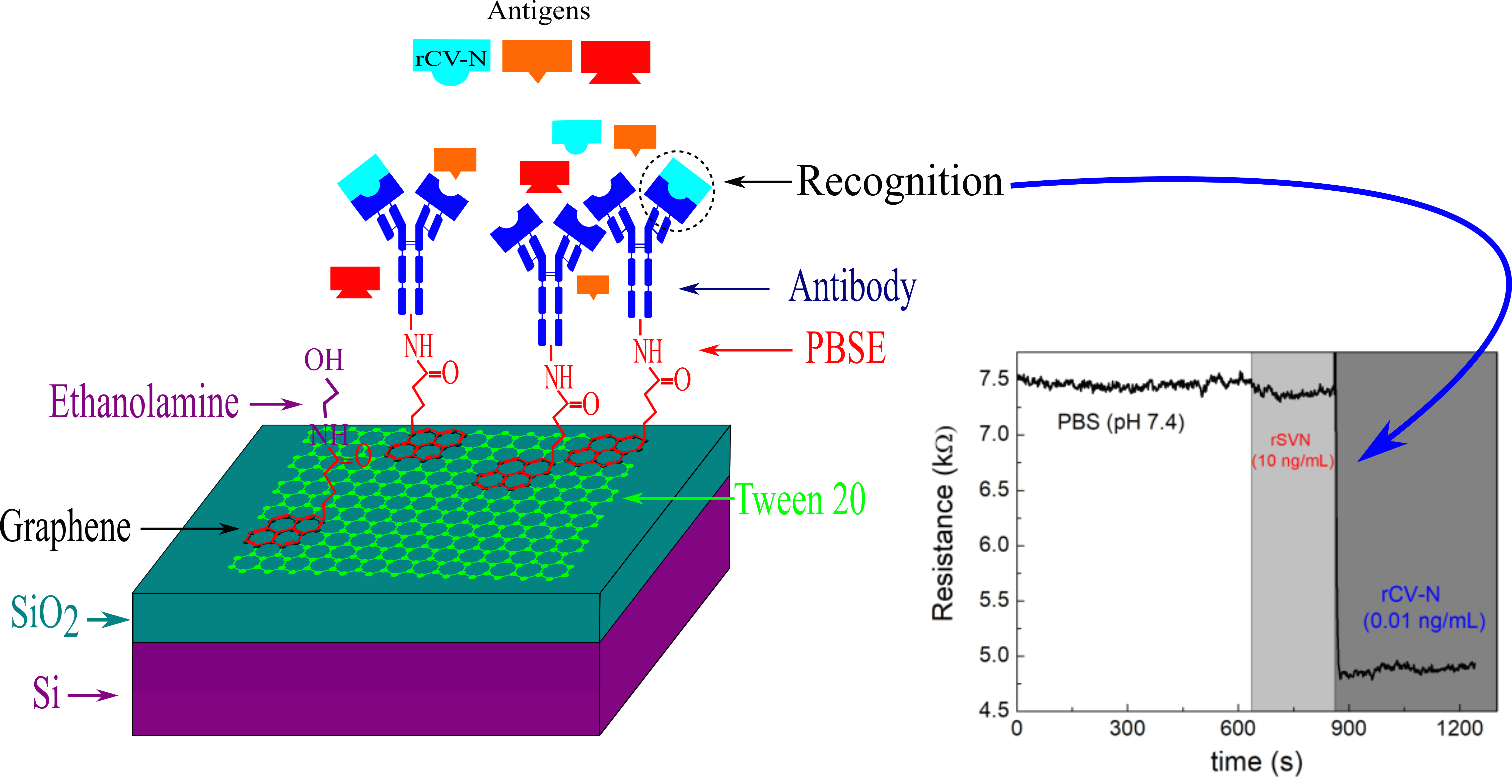 Biosensors | Free Full-Text | Development of a Graphene-Based Biosensor ... Biosensors | Free Full-Text | Development of a Graphene-Based Biosensor ...