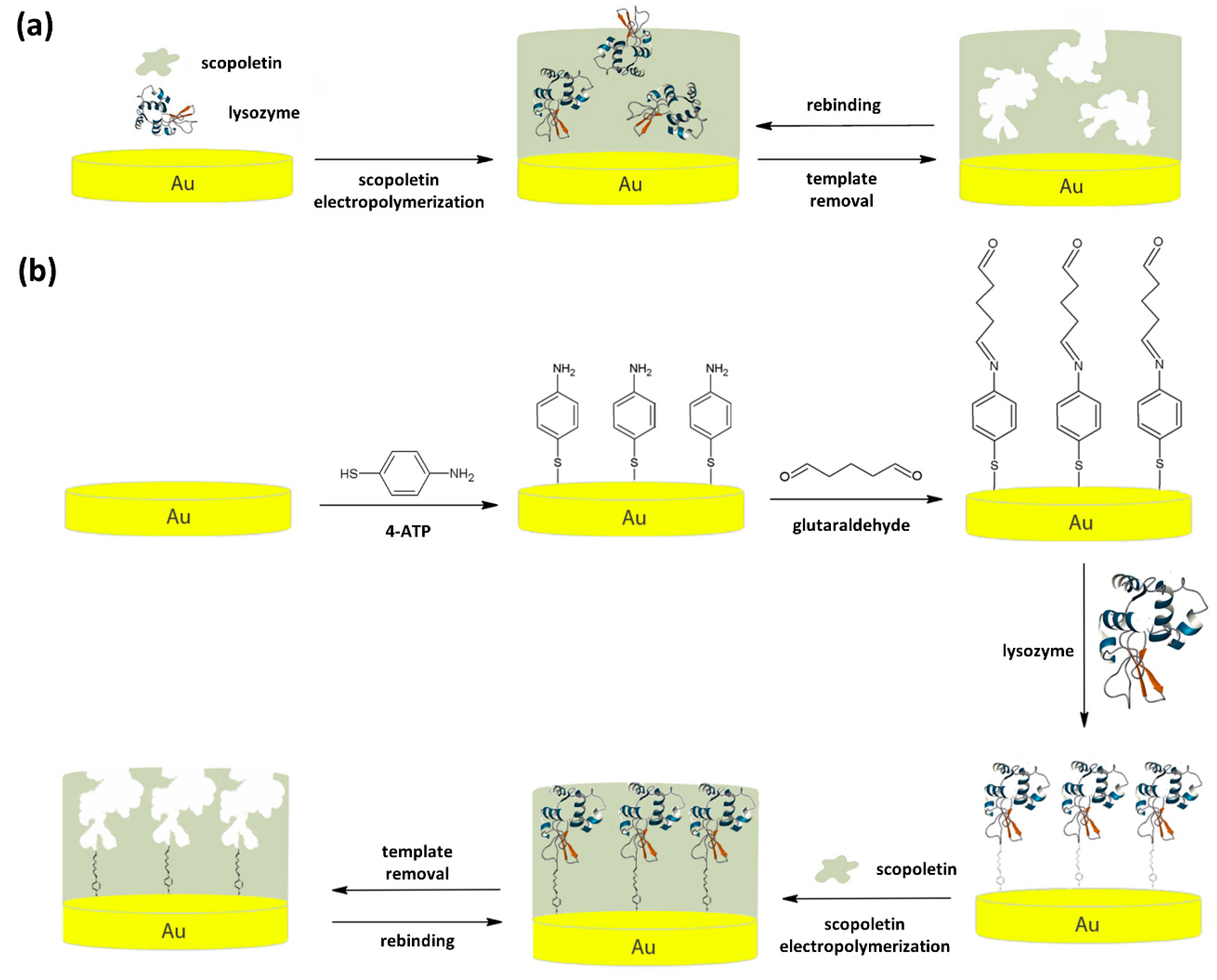 Molecularly Imprinted Polyscopoletin for the Electrochemical Detection ...