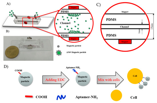 Effective Isolation for Lung Carcinoma Cells Based on Immunomagnetic ...
