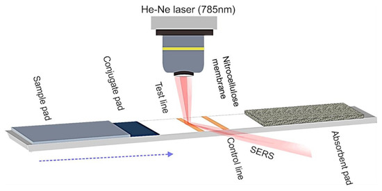 A Review on SERS-Based Detection of Human Virus Infections: Influenza ...