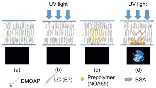 Signal Amplification in an Optical and Dielectric Biosensor Employing Liquid Crystal ...