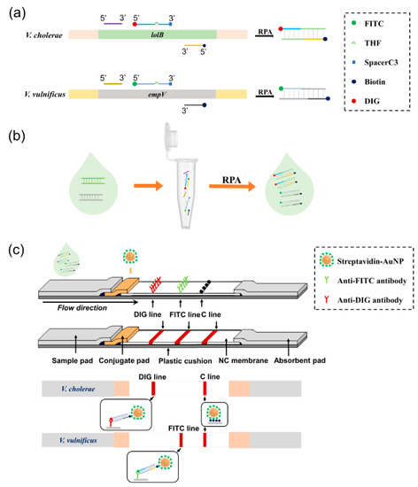 Duplex On-Site Detection of Vibrio cholerae and Vibrio vulnificus by ...