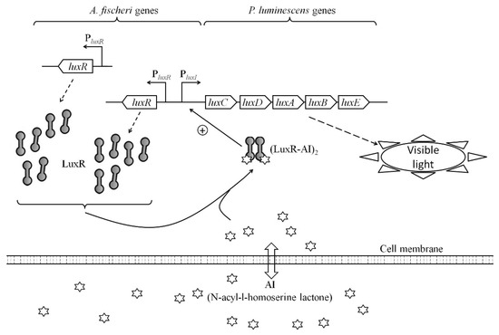 Influence of the luxR Regulatory Gene Dosage and Expression Level on ...