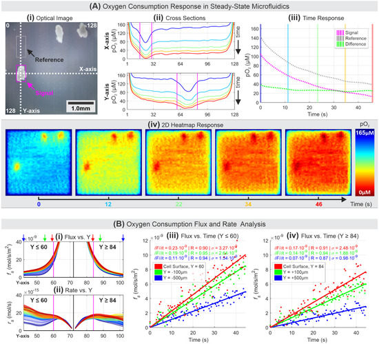Real-Time Analysis of Oxygen Gradient in Oocyte Respiration Using a ...