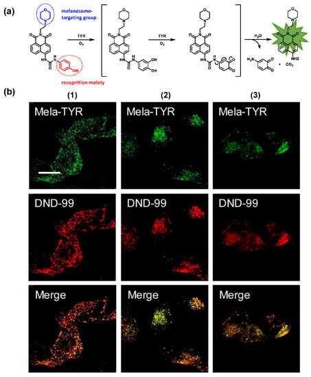 Spectrophotometric Assays for Sensing Tyrosinase Activity and Their ...