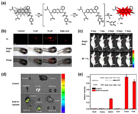 Spectrophotometric Assays for Sensing Tyrosinase Activity and Their ...