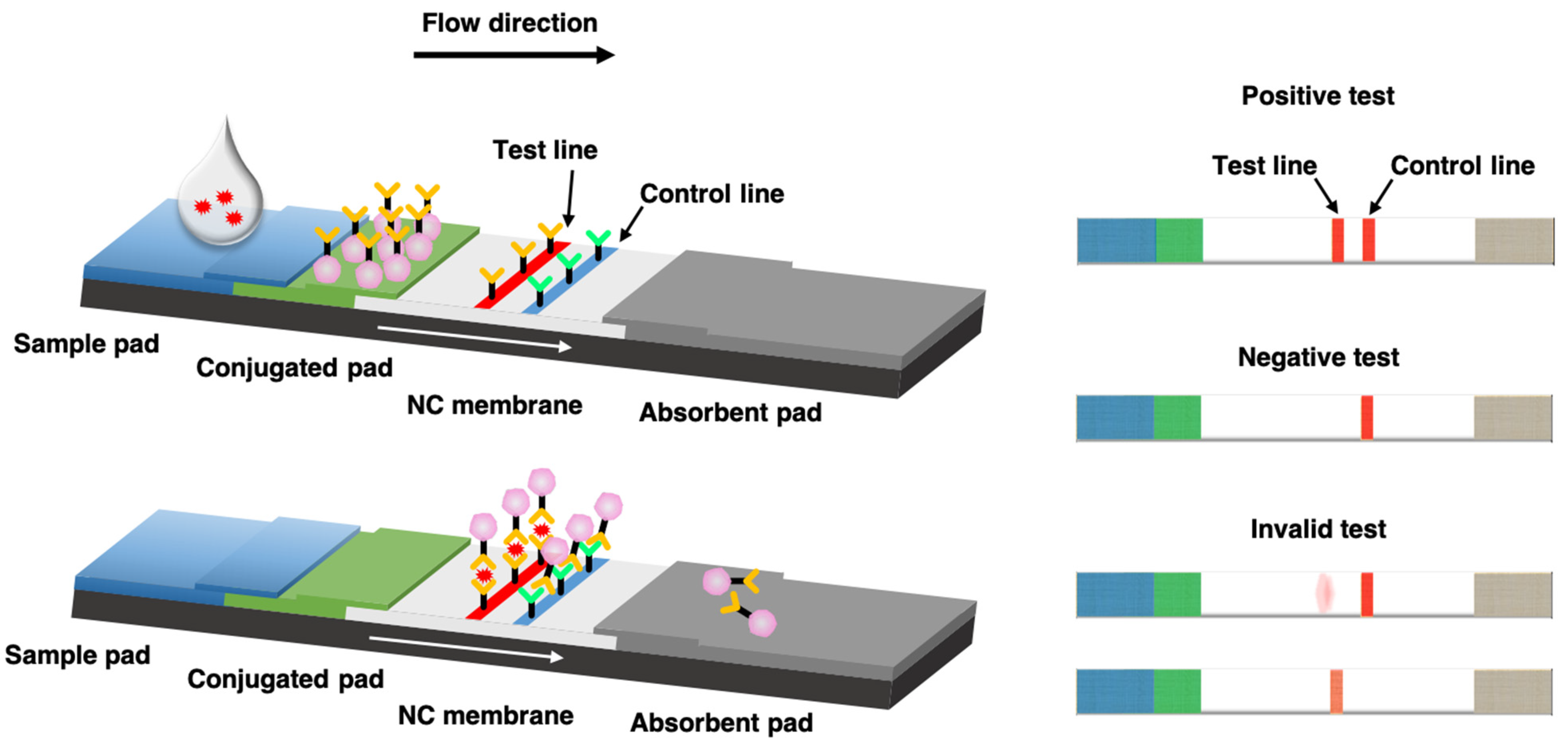 lateral flow assay covid - Rae Woodbury lateral flow assay covid - Rae Woodbury