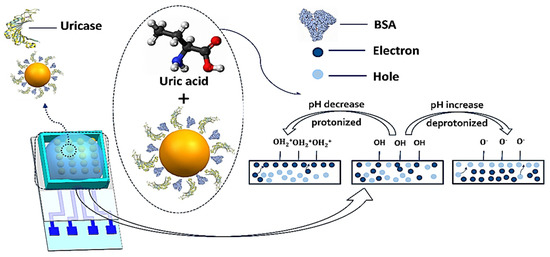 Highly Sensitive Uric Acid Detection Based on a Graphene Chemoresistor ...